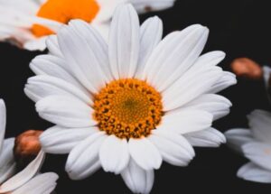 Daisy Flower Meaning - Symbolism(in Bible), Benefits, Uses
