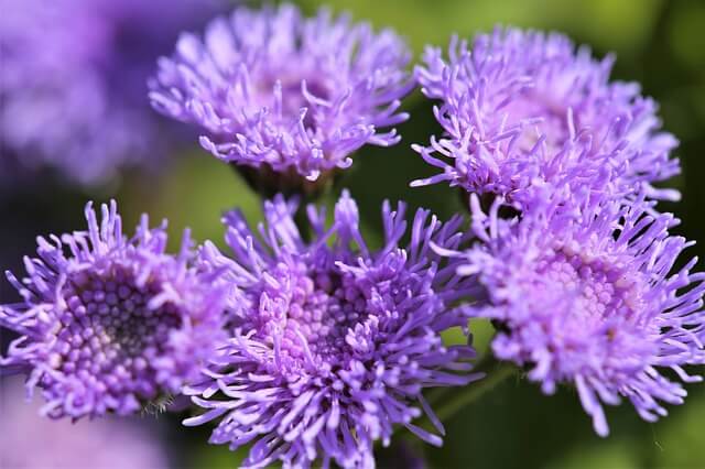 32 Flowers That Start With F - Plant Names List(With Pictures)