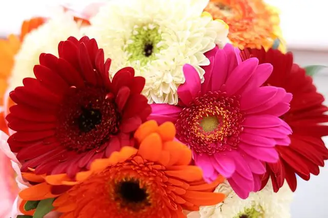 30 Flowers That Start With G - Plant Names List(With Pictures)