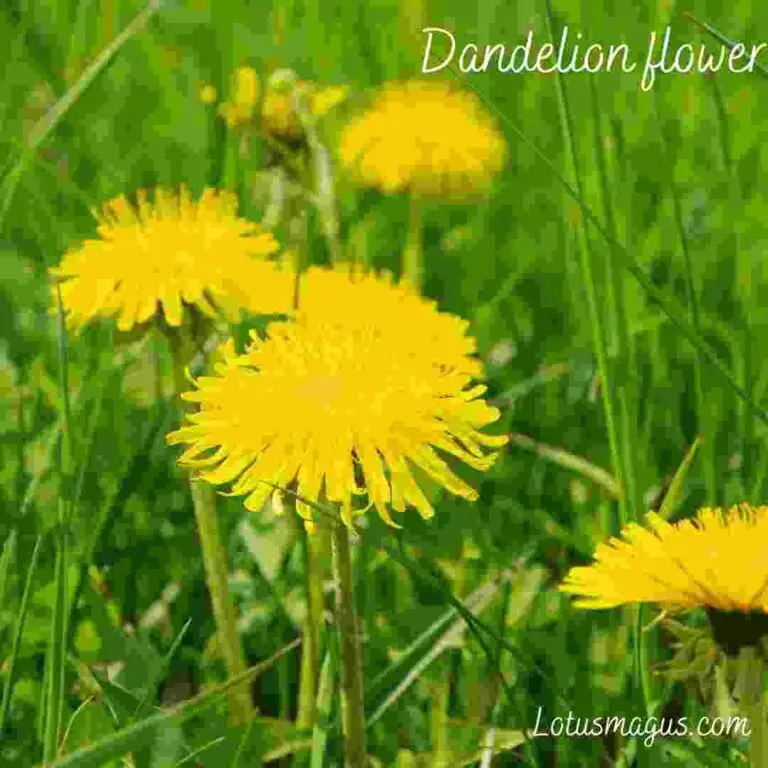 Dandelion flower - Meaning, Language, Symbolism and Spiritual