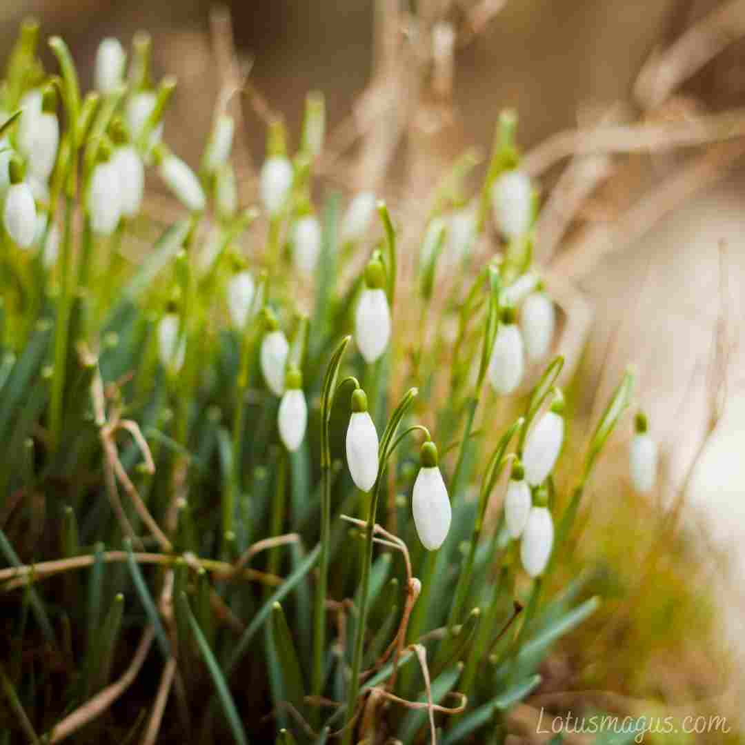 Snowdrop Flower Meaning and Symbolism (Galanthus Nivalis )