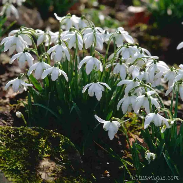 Semnificația și simbolismul florii de ghiocei (Galanthus Nivalis)