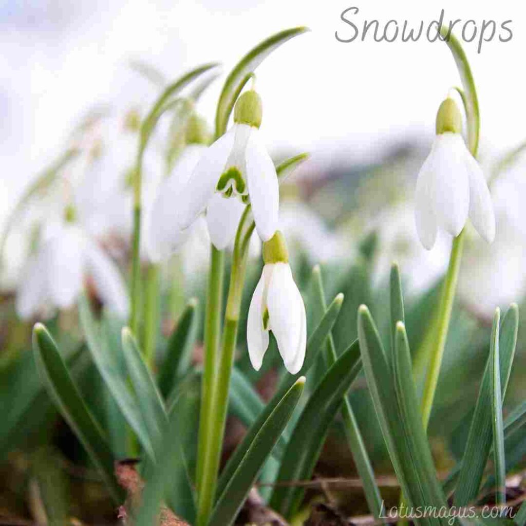 Snowdrop Flower - How to Grow, Care and Plant (Galanthus)
