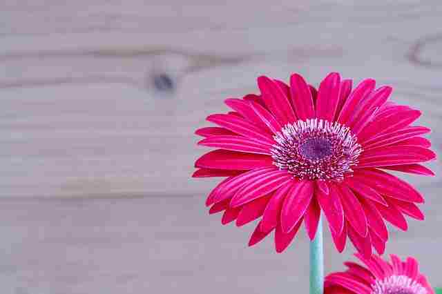 Do Gerbera Daisies Come Back Every Year? (Perennials or Annuals)