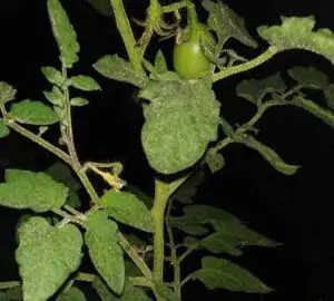 Are Tomato Leaves Poisonous? (The Answer Might Surprise You)