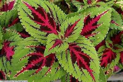 Does Coleus Need Sun or Shade? (And List of Varieties)