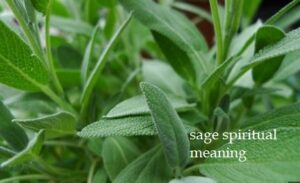 Sage Plant Meaning - Symbolism, 8 Spiritual Benefits And Tea Drinking Pros