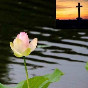 Lotus Flower In Bible - What is the Meaning For Christians?