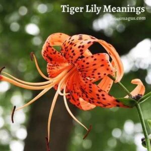 Tiger Lily Meaning: Spiritual Symbolism, Language of Flowers Love