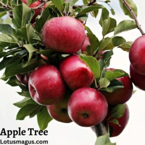 Apple Tree Branches Growing Straight Up: How to Max Fruiting