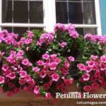 Petunia Flower Meaning And Symbolism - Know Everything