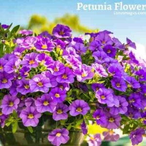 Petunia Flower Meaning And Symbolism - Know Everything