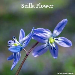 Scilla Flower Meaning (Squill) And Symbolism - Know Everything