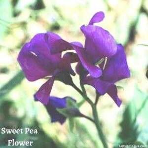 Sweet Pea Flower Meaning And Symbolism - Know Everything