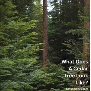 What Does A Cedar Tree Look Like? - LotusTryO