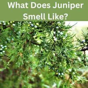 What Does Juniper Smell Like? Unlocking the Aromatic Secrets - LotusTryO