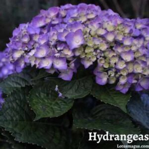 When to Cut Back Hydrangeas for Winter : A Comprehensive Guide
