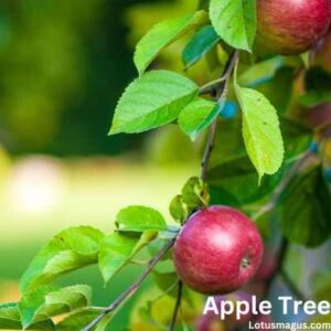 Pruning Apple Trees in Winter: When & How to Maintain Shape