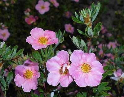 Potentilla Meaning And Symbolism - Pink Yellow Growing Caring