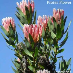The Hidden Language of Protea Flowers - Meaning & Symbolism