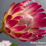 Top 30 Flowers That Symbolize Transformation (Best Blooms)