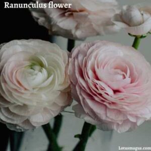 Ranunculus flower Meaning And Symbolism - Know Everything