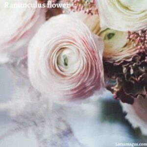 Ranunculus flower Meaning And Symbolism - Know Everything