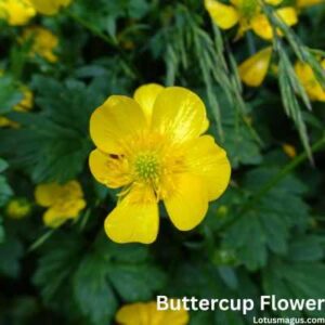 Buttercup Flower Meaning: Negative Symbolism, Love and Myths