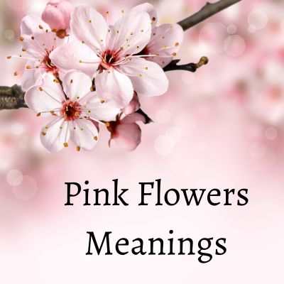 Pink Flower Meaning Guide And Colors, Types Explained