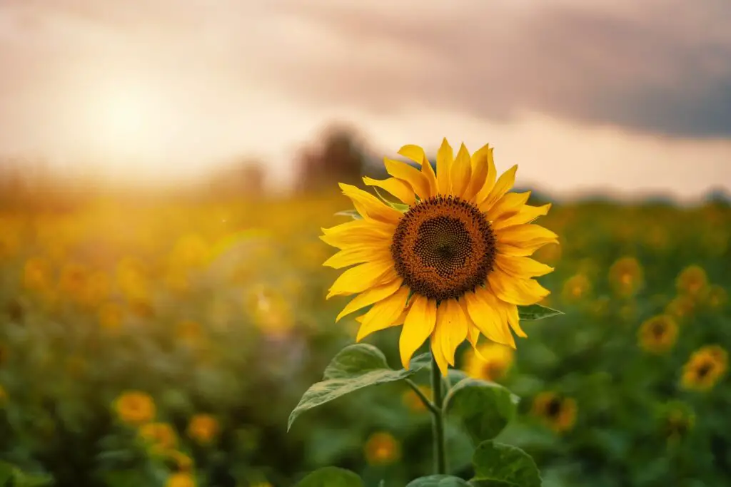 How Long Does It Take for Sunflowers to Grow and Bloom?
