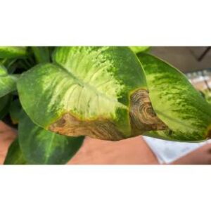 Monstera Canker Disease - Treating Symptoms of Rust Fungus