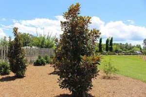 How Tall Do Southern Magnolia Trees Grow? Height & Width