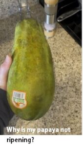 How to Tell If Your Papaya is Ripe? - Color, Ripening Quickly, Stages