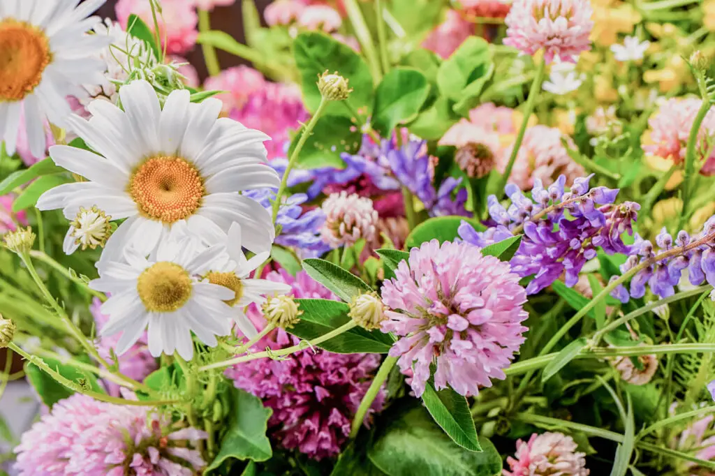 April Birth Flowers: Daisy And Sweet Pea (Meanings)