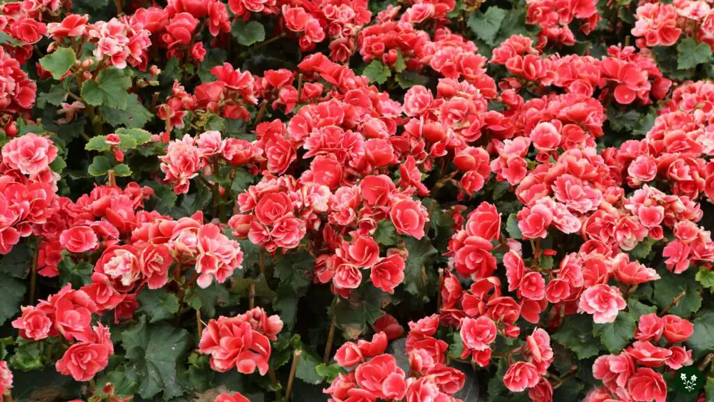 Flor de Begônia - Significado, Simbolismo, Cores e O Que a Torna Especial