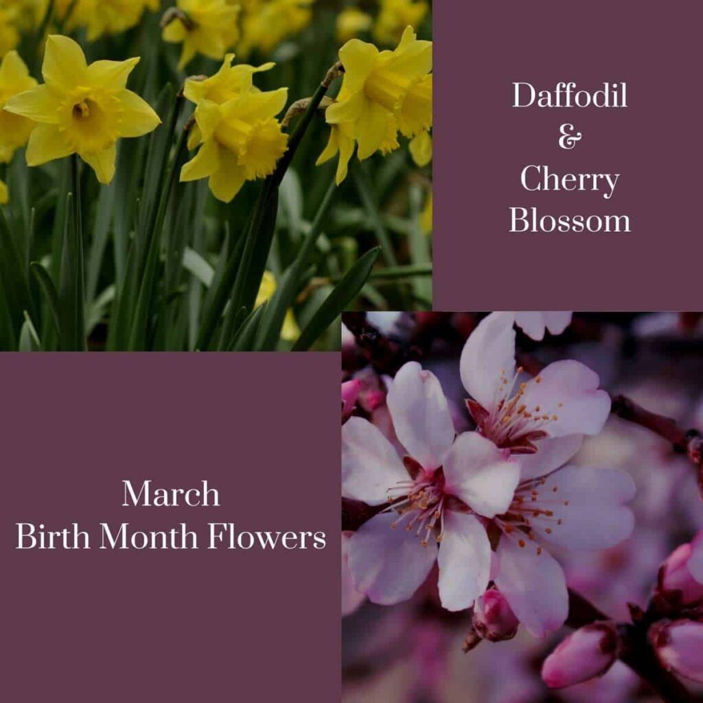 March Birth Flower: The Daffodil (Meaning)
