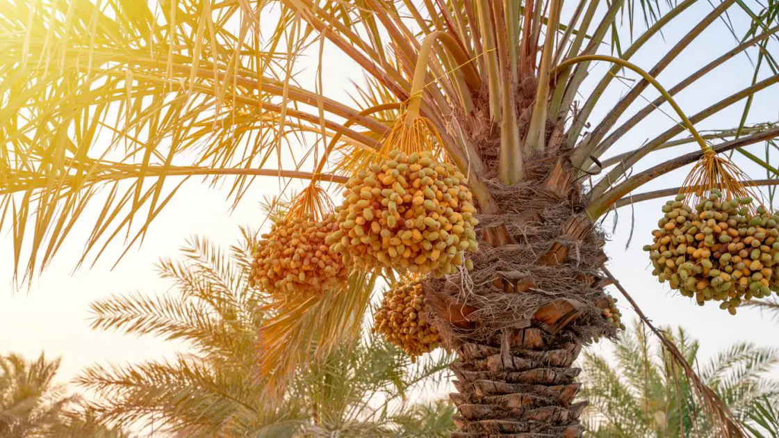 Palm Tree Symbolize : Discover the Powerful Symbolism of Palm Trees