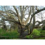 Linden Tree Symbolism And Its Meaning in Bible