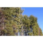 Symbolism & Spiritual Meaning of Pine Trees in Bible