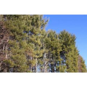 Symbolism & Spiritual Meaning of Pine Trees in Bible