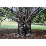 Sycamore Tree Symbolism - What is the Bible Meaning of It?
