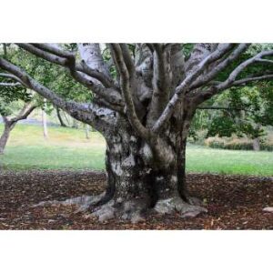 Sycamore Tree Symbolism - What is the Bible Meaning of It?