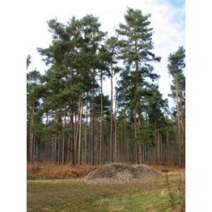Symbolism & Spiritual Meaning of Pine Trees in Bible