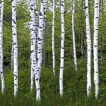 What Does White Birch Symbolize? (Spiritual Means And Mythology)