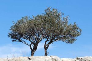 Olive Tree Spiritual Meaning - What Does It Represents?