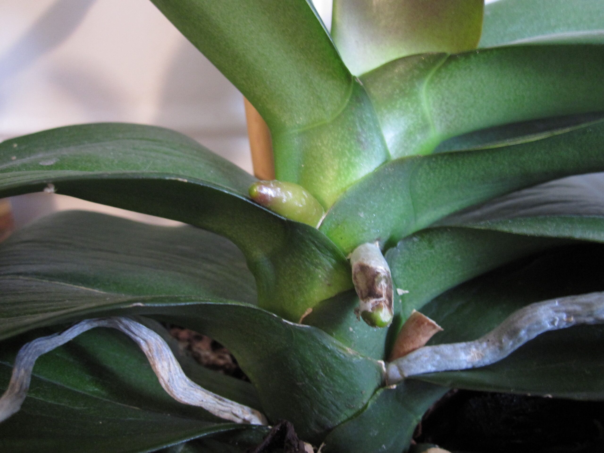 Difference Between Orchid Flower Stems And Roots - How to Tell (Learn ...
