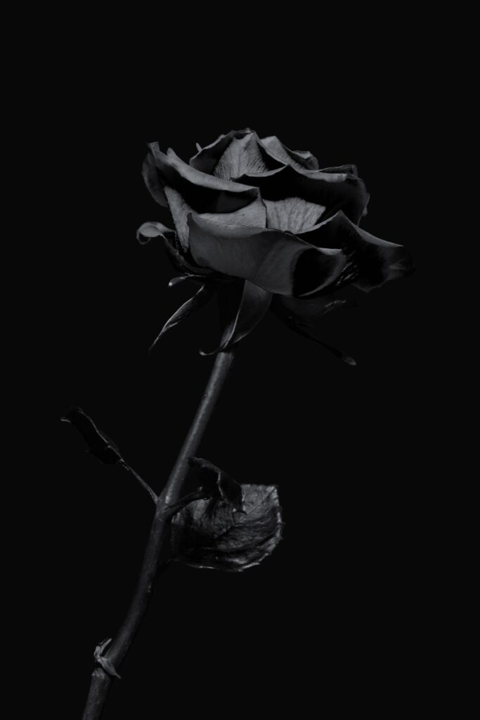 Do Black Roses Exist? - Can You Get Real One?