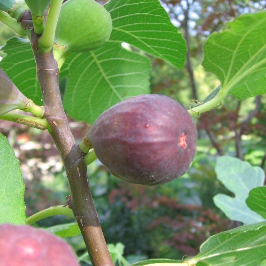 Fig Tree - How to Keep It Small(Pruning Guide)