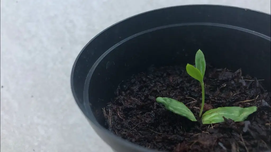 How to Grow an Olive Tree from Seed?