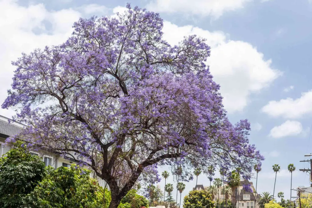 Jacaranda Tree - How to Keep It Small(Pruning Guide)